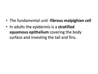 Inteugmentary system of fishes | PPTX