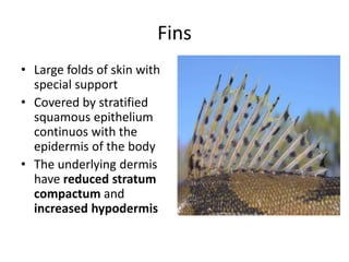 Inteugmentary system of fishes | PPTX
