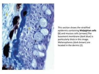 Inteugmentary system of fishes | PPTX