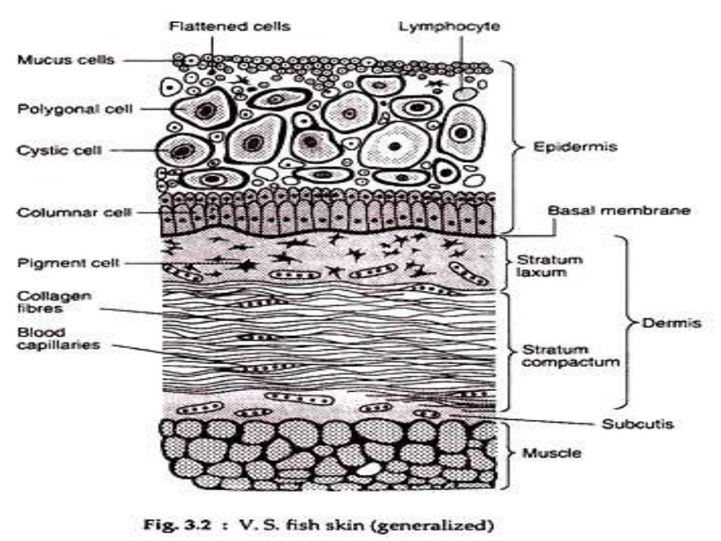 Inteugmentary system of fishes