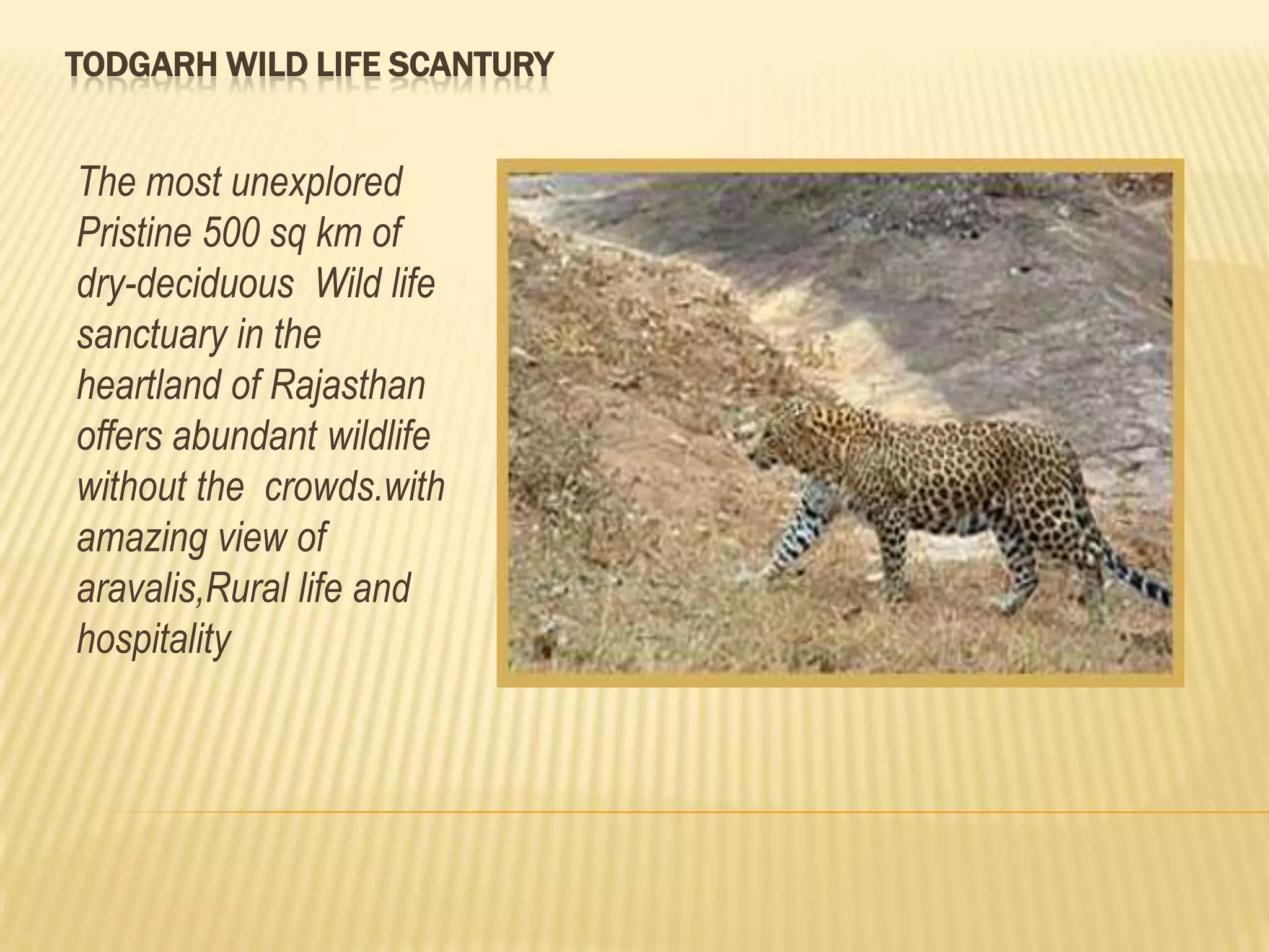 Todgarh, wild life safari | PPTX