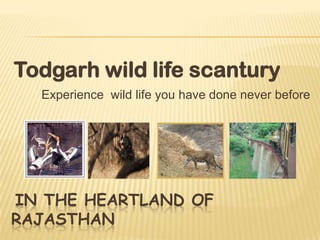 Todgarh, wild life safari | PPT