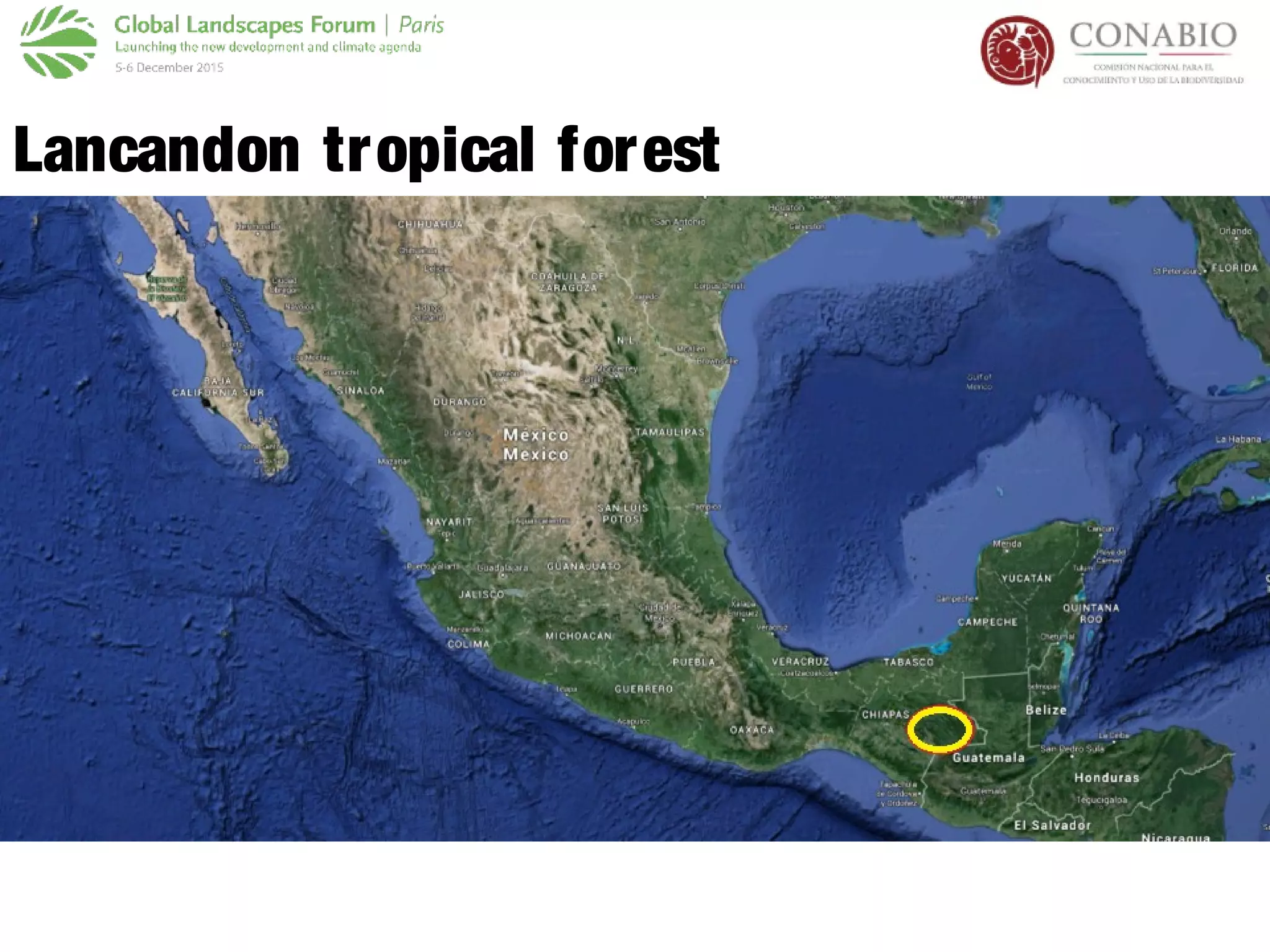 In the lacandon tropical forest | PPT