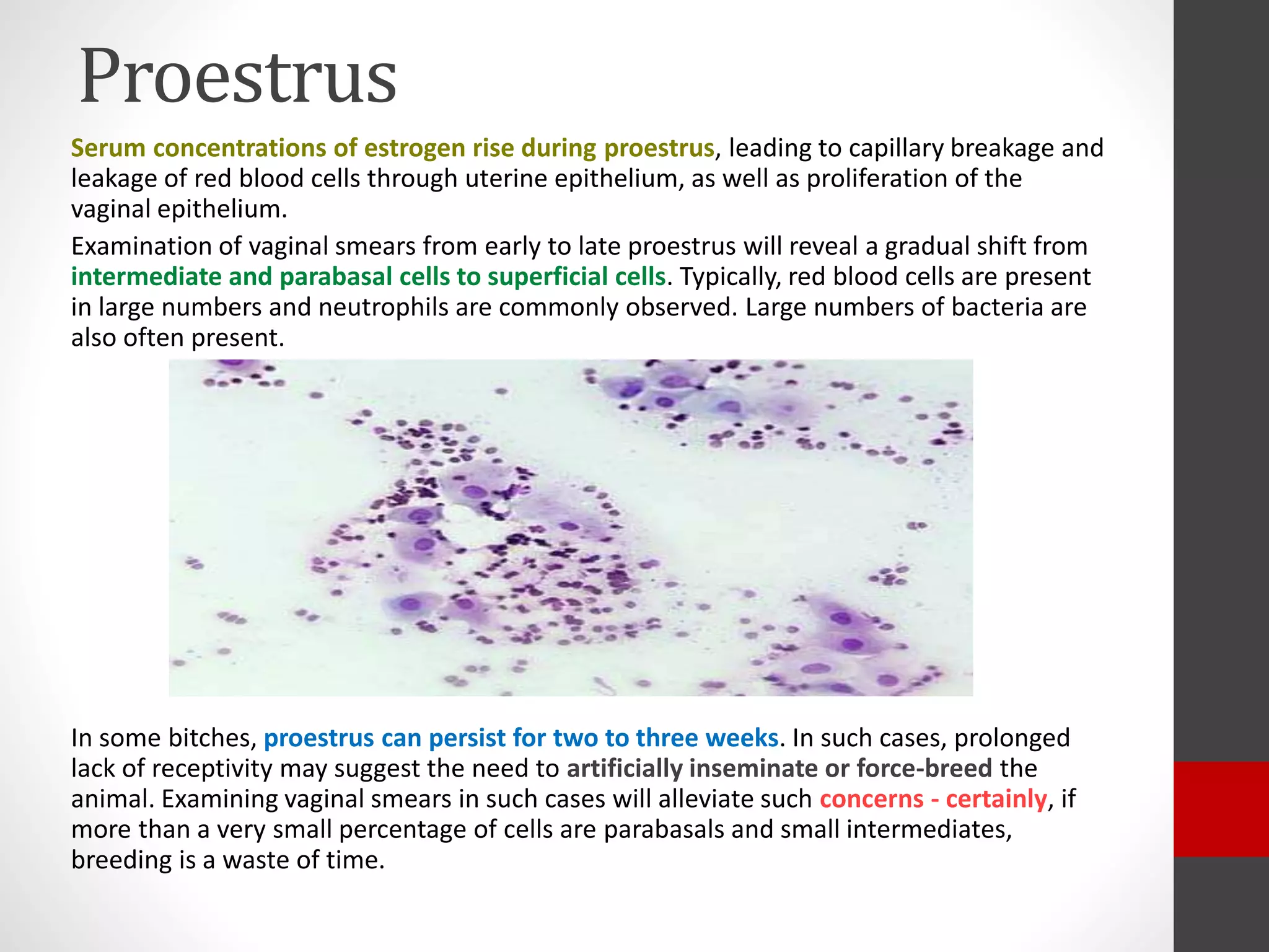 Dog vaginal cytology by Dr.mehdi moradi | PPTX