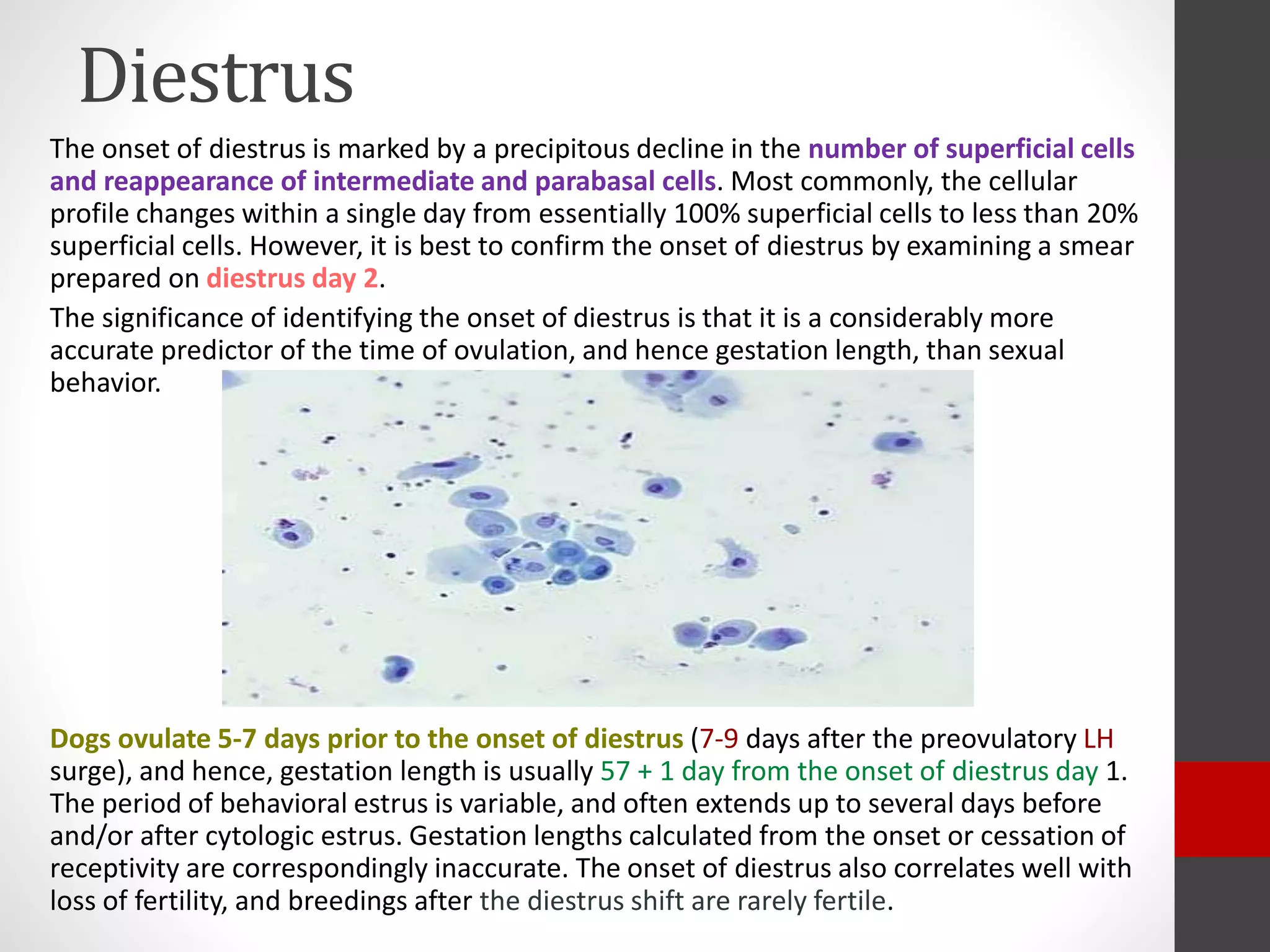 Dog vaginal cytology by Dr.mehdi moradi | PPTX