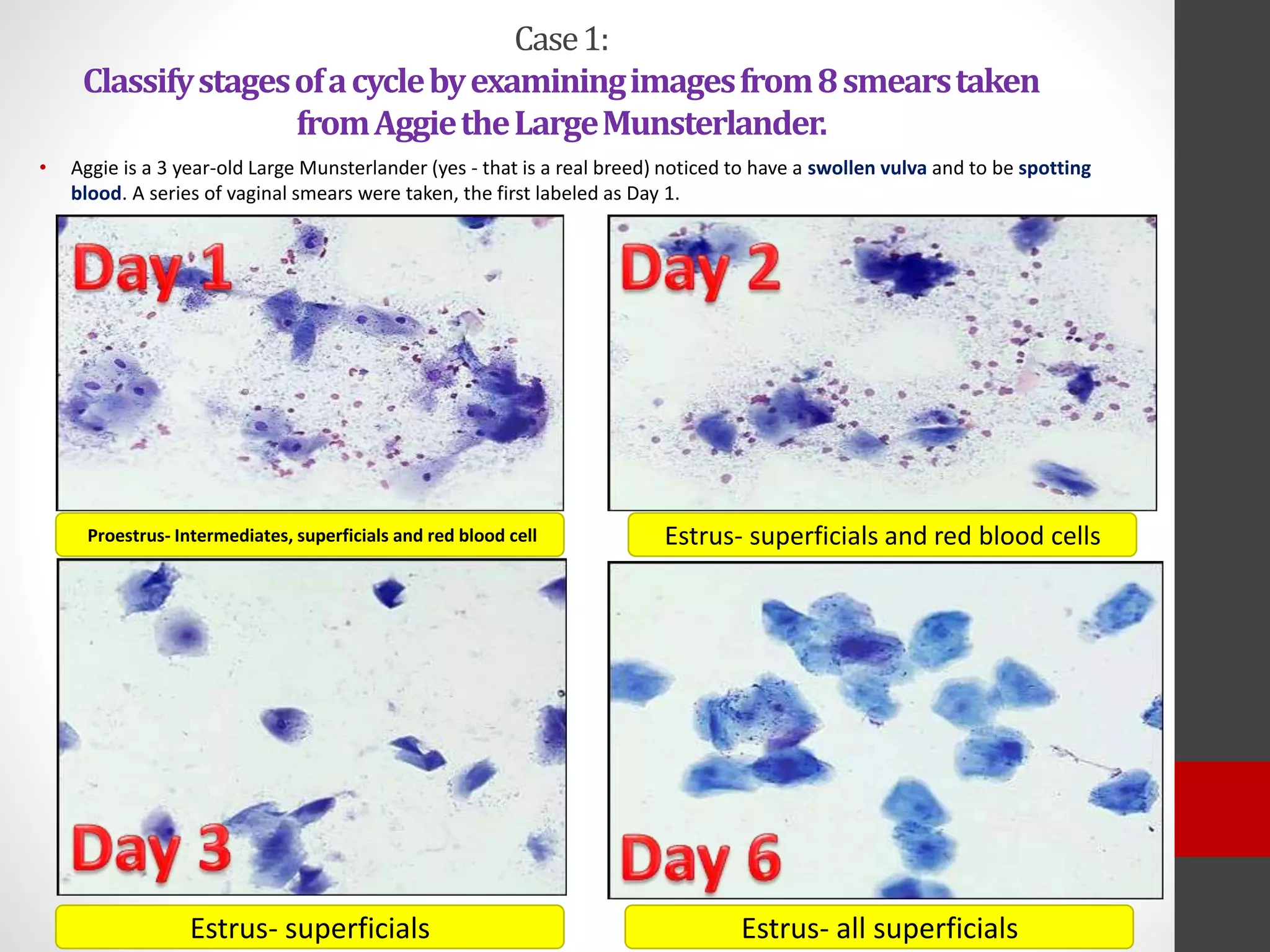 Dog vaginal cytology by Dr.mehdi moradi | PPTX