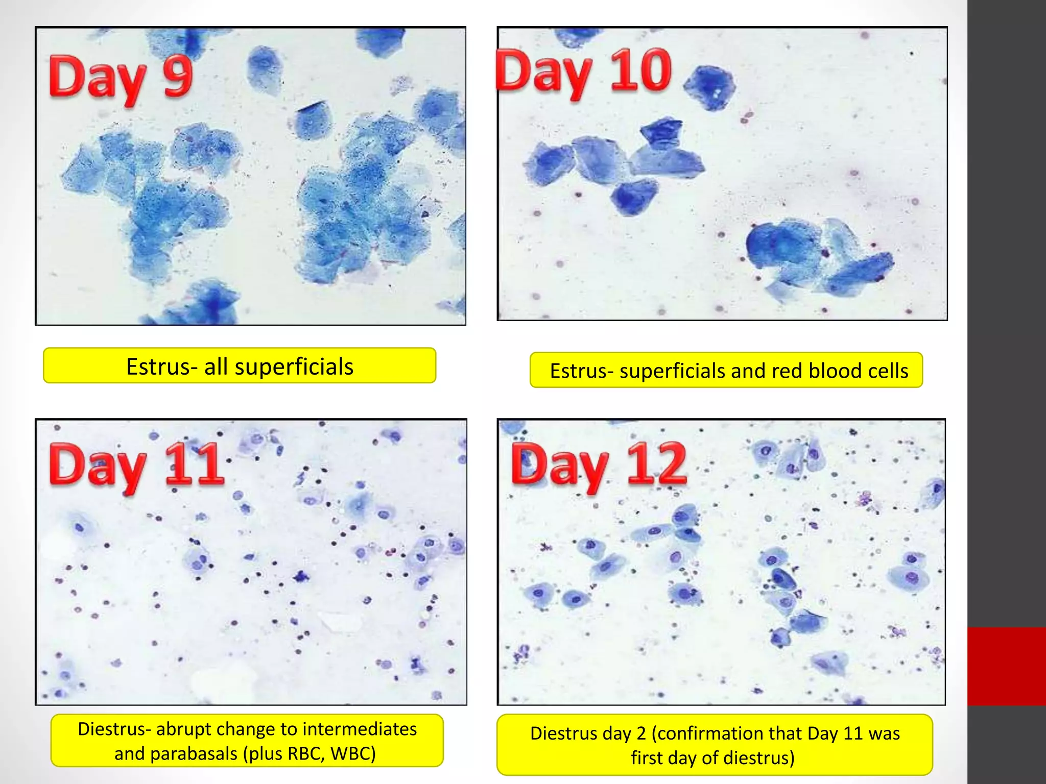 Dog vaginal cytology by Dr.mehdi moradi | PPTX