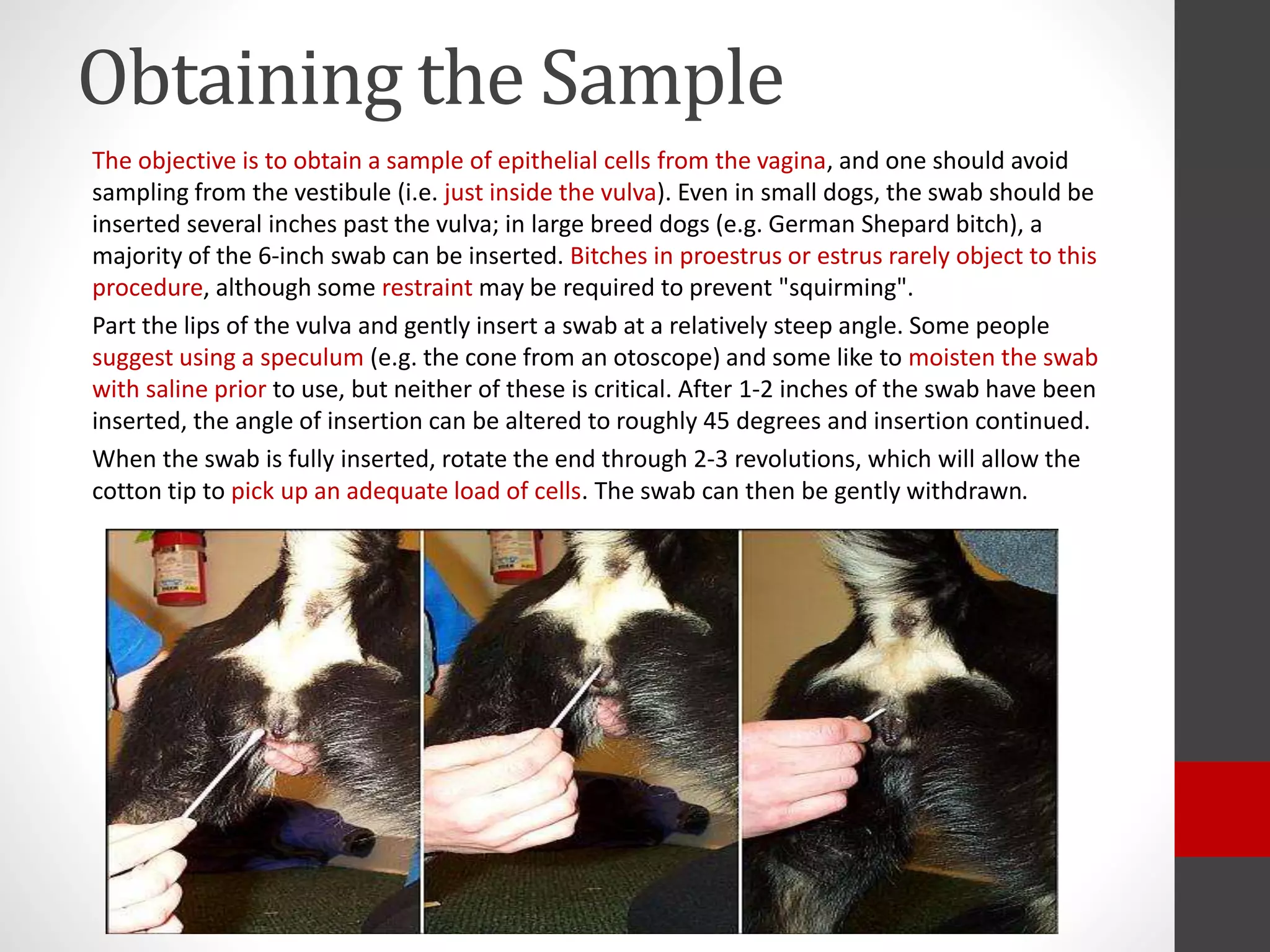 Dog vaginal cytology by Dr.mehdi moradi | PPTX