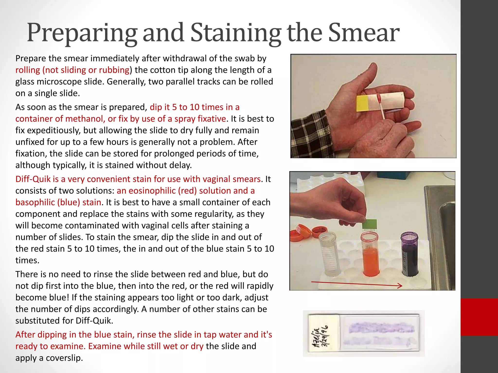 Dog vaginal cytology by Dr.mehdi moradi | PPTX