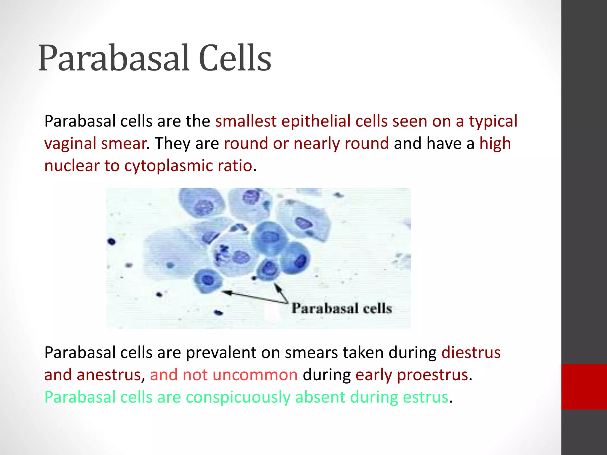 Dog vaginal cytology by Dr.mehdi moradi | PPTX