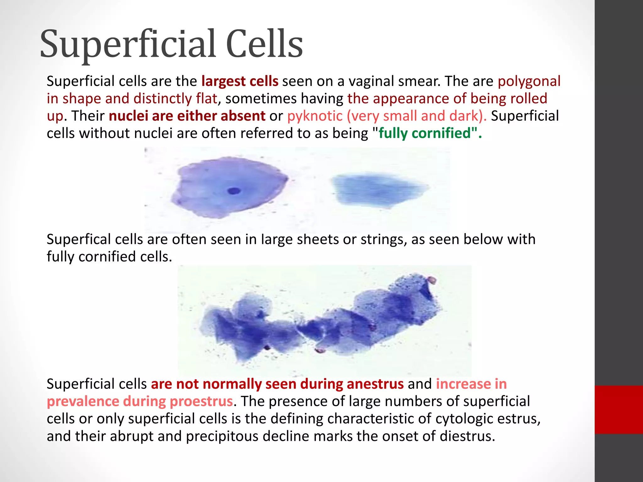 Dog vaginal cytology by Dr.mehdi moradi | PPTX