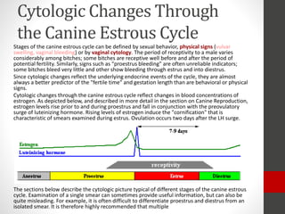 Dog vaginal cytology by Dr.mehdi moradi | PPTX
