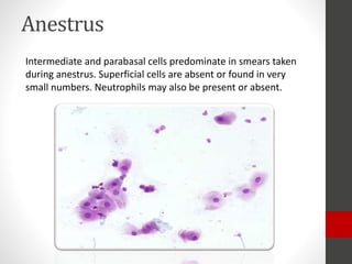Dog vaginal cytology by Dr.mehdi moradi | PPTX