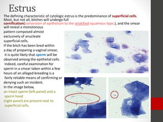 Dog vaginal cytology by Dr.mehdi moradi | PPTX