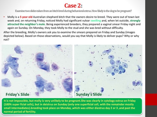 Dog vaginal cytology by Dr.mehdi moradi | PPTX | Reproductive Health ...