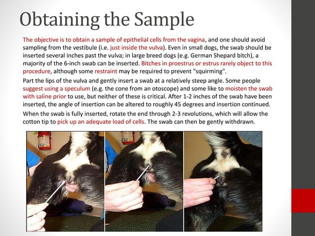 Dog vaginal cytology by Dr.mehdi moradi | PPTX | Reproductive Health ...