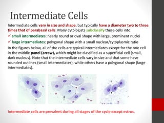 Dog vaginal cytology by Dr.mehdi moradi | PPTX