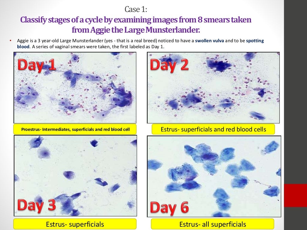 Dog vaginal cytology by Dr.mehdi moradi