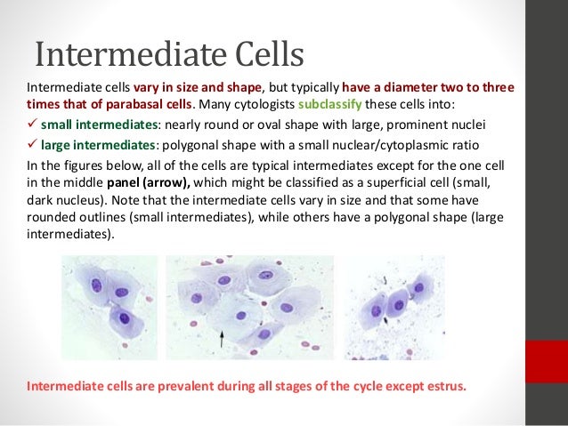 Intermediate Cells
