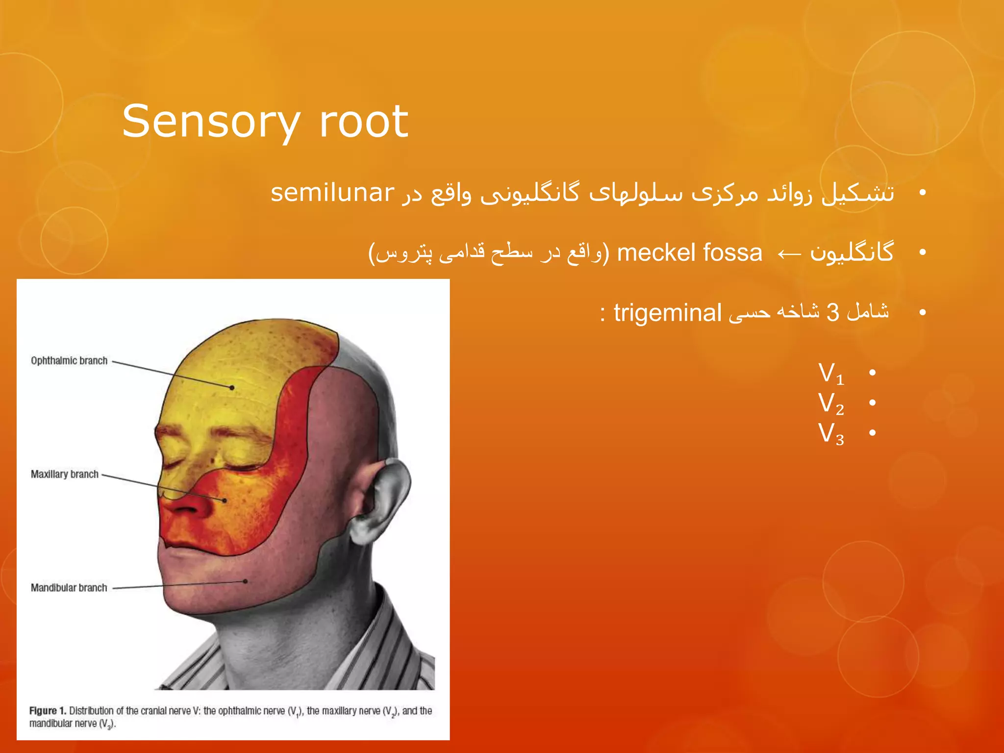 trigeminal nerve | PPTX