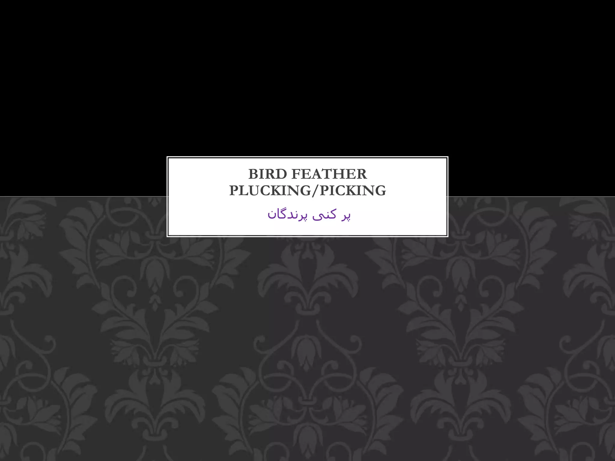 feather chewing in parrots | PPTX | Infectious Diseases | Diseases and ...