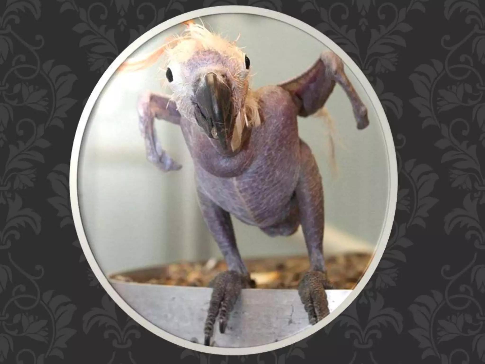 feather chewing in parrots | PPTX | Infectious Diseases | Diseases and ...