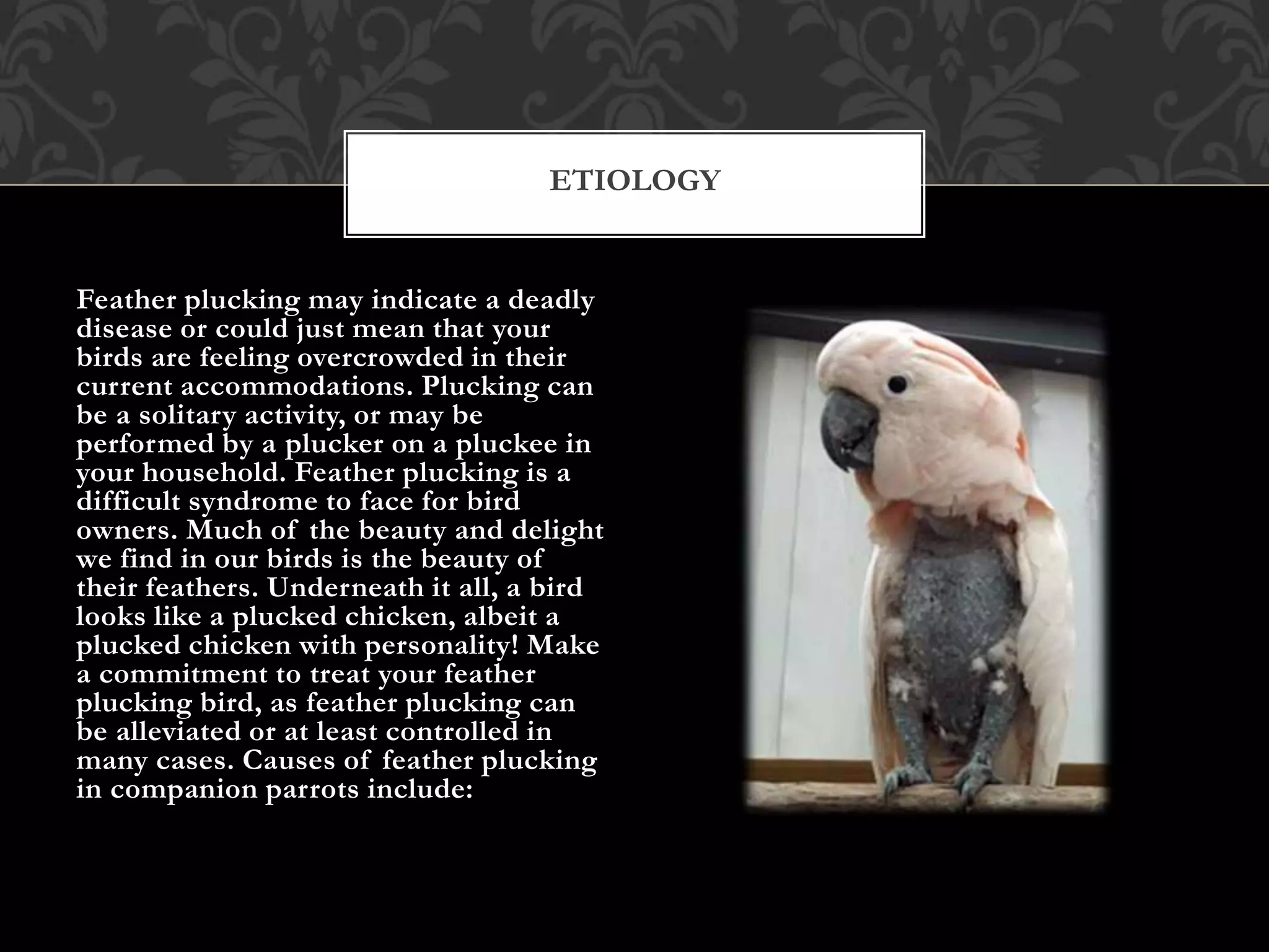 feather chewing in parrots | PPTX | Infectious Diseases | Diseases and ...