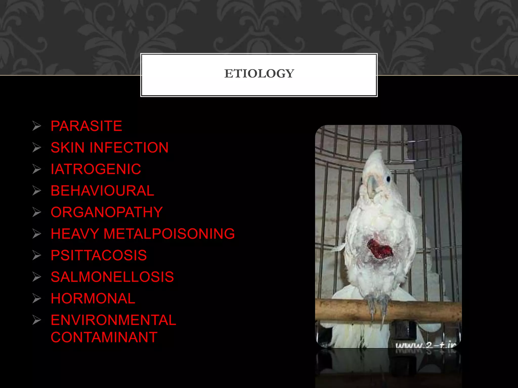 feather chewing in parrots | PPTX | Infectious Diseases | Diseases and ...