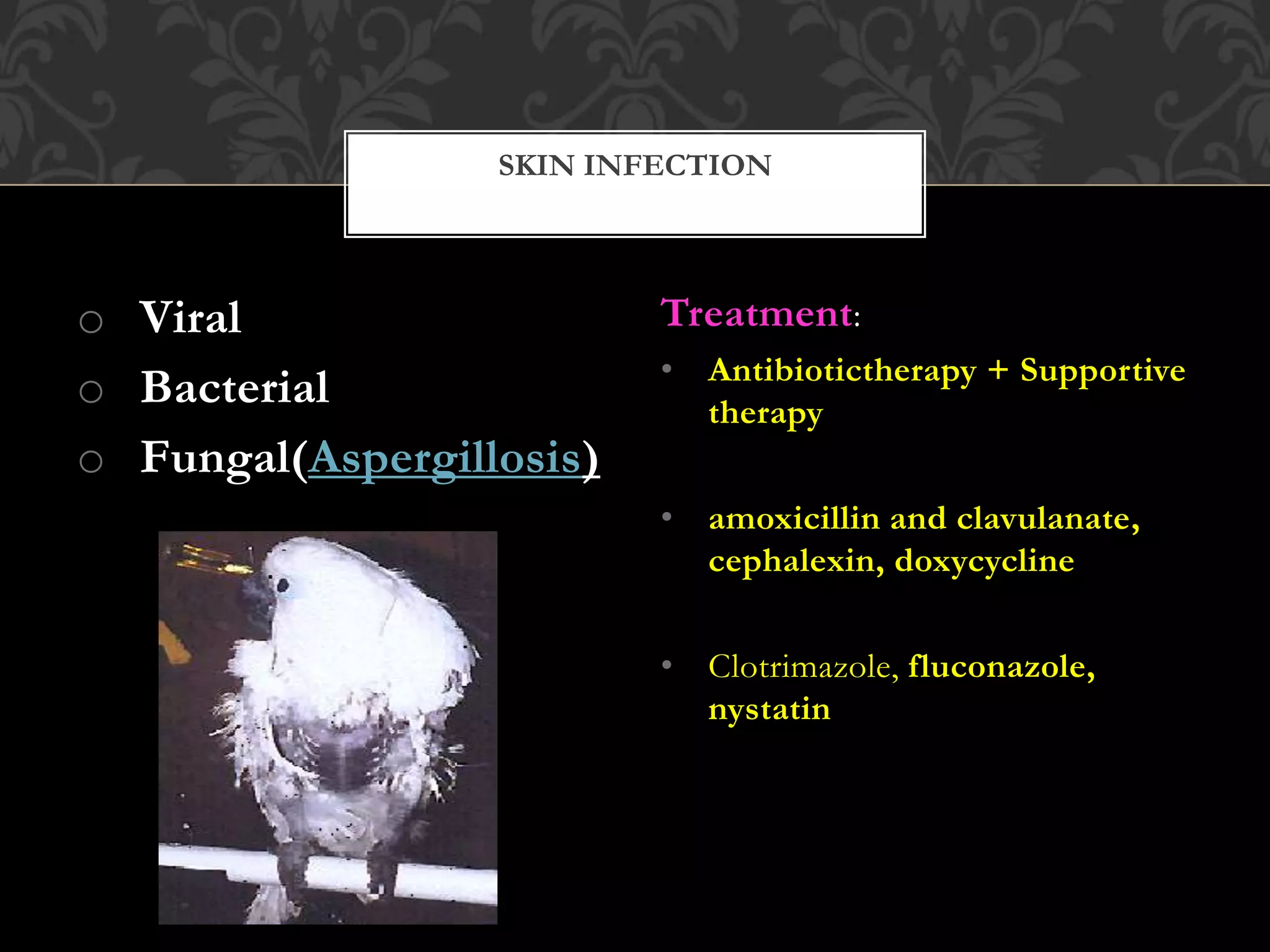 feather chewing in parrots | PPTX | Infectious Diseases | Diseases and ...