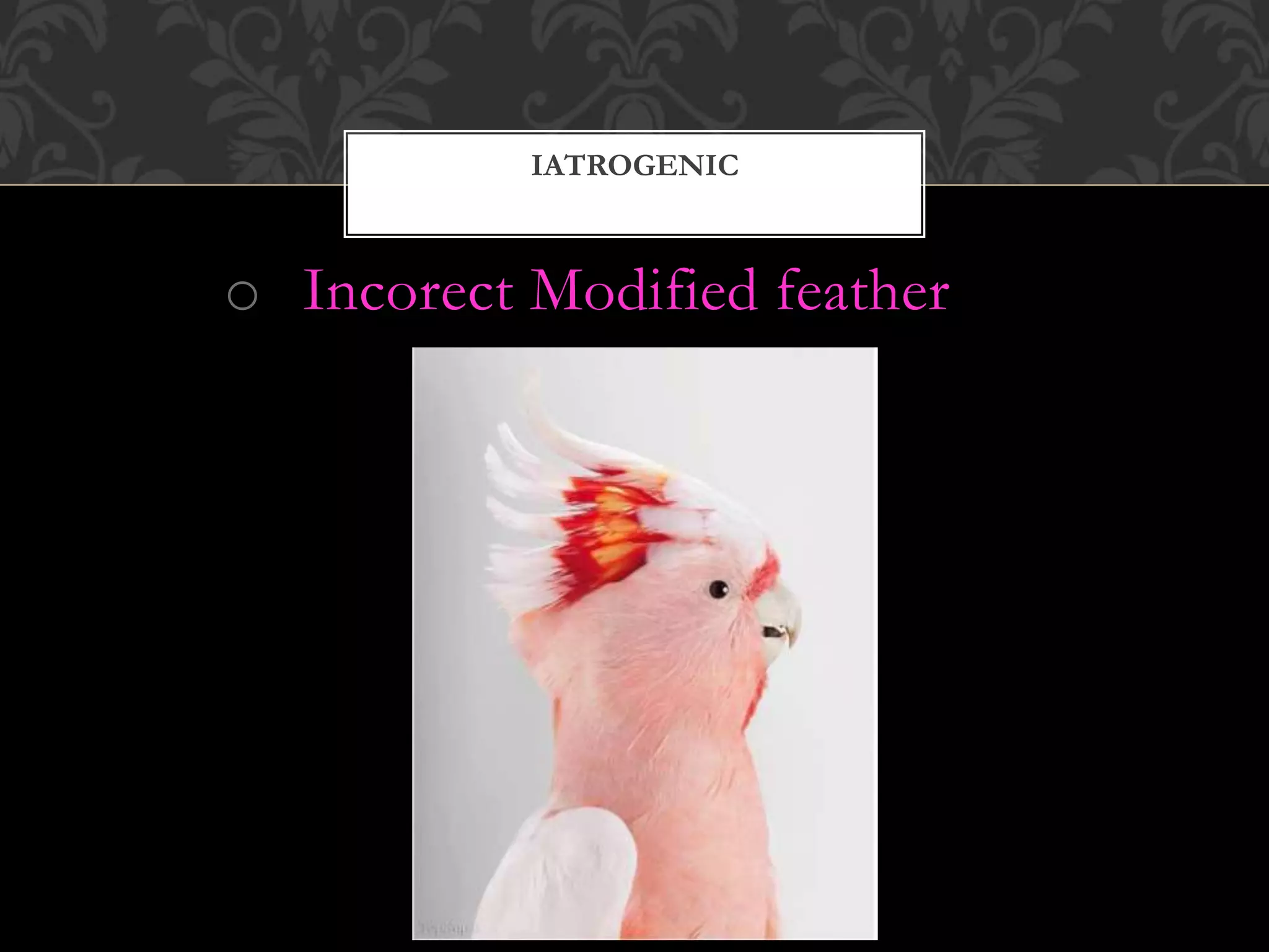 feather chewing in parrots | PPTX | Infectious Diseases | Diseases and ...