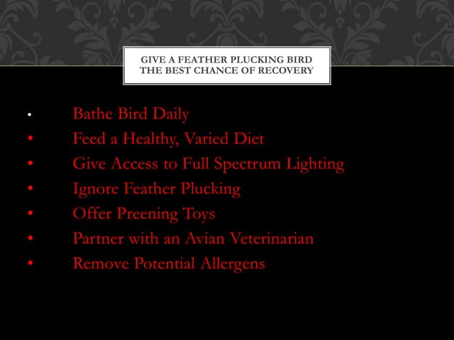 feather chewing in parrots | PPTX | Infectious Diseases | Diseases and ...