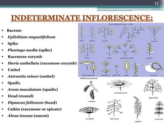Inflorescences & Its types | PPTX