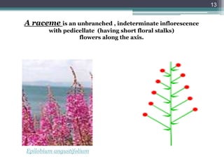 Inflorescences & Its types | PPTX