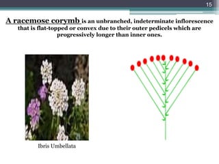 Inflorescences & Its types | PPTX