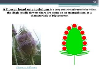 Inflorescences & Its types | PPTX