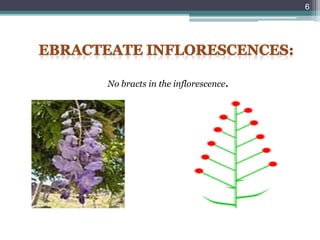 Inflorescences & Its types | PPTX