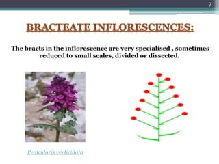 Inflorescences & Its types | PPTX