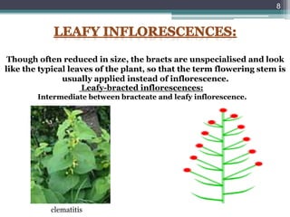 Inflorescences & Its types | PPTX