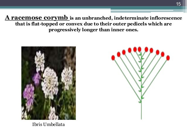 Inflorescences & Its types