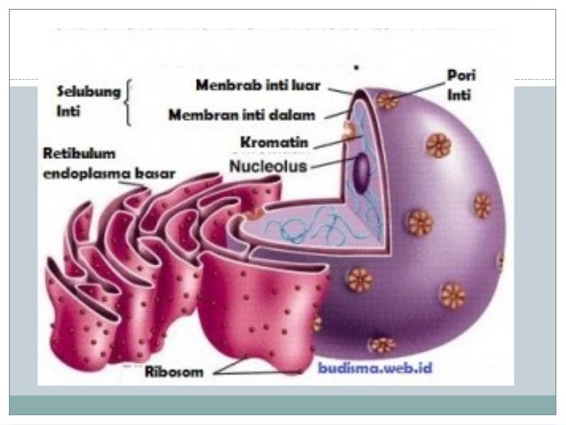 Inti sel, badan golgi, lisosom