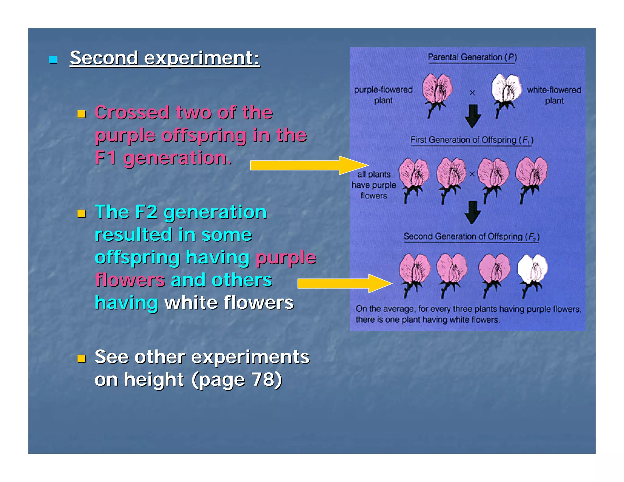 Introducing Heredity | PDF