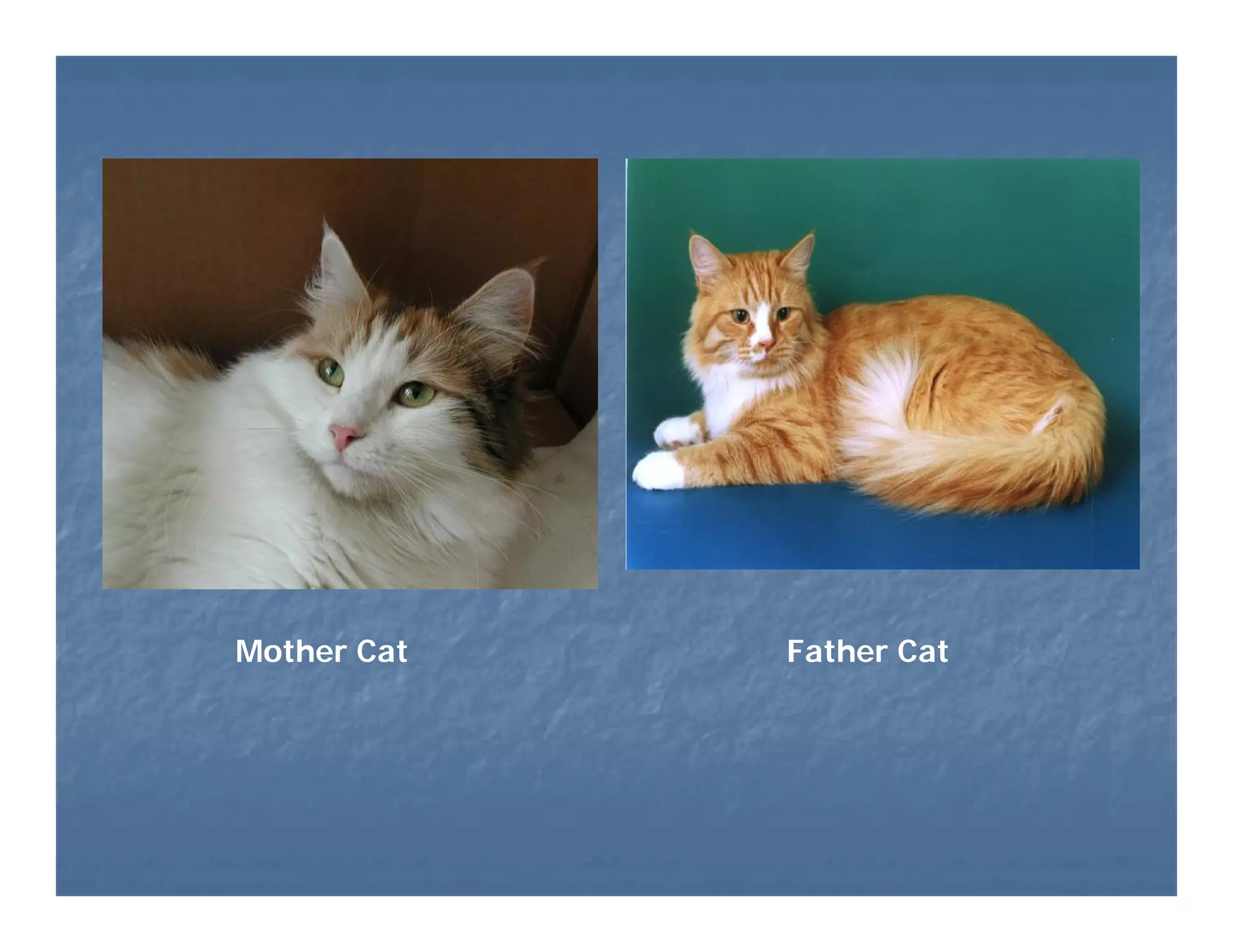 Introducing Heredity | PDF