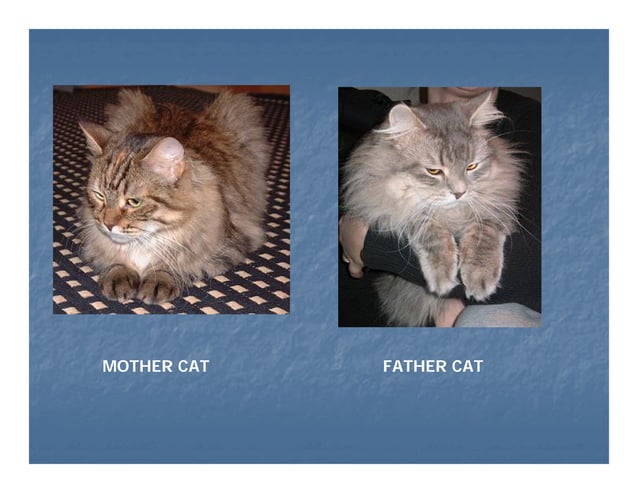 Introducing Heredity | PDF