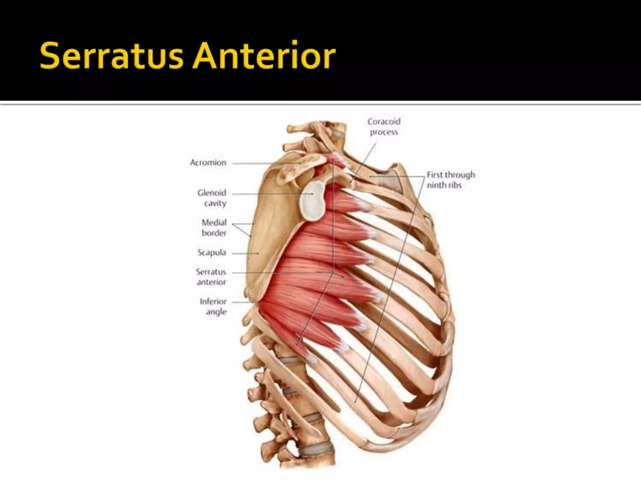 Intoduction of UL & Pectoral region and clavipectoral fascia.pptx