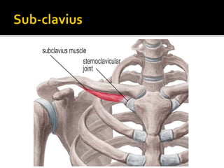 Intoduction of UL & Pectoral region and clavipectoral fascia.pptx