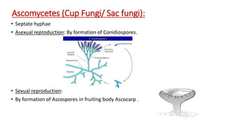Intoduction to fungi | PPTX
