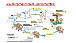 Intoduction to fungi | PPT