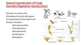 Intoduction to fungi | PPTX