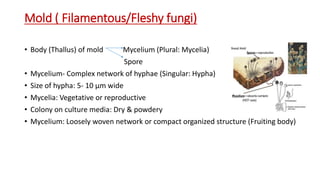 Intoduction to fungi | PPT