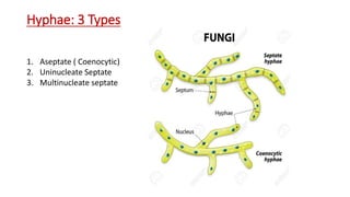 Intoduction to fungi | PPT